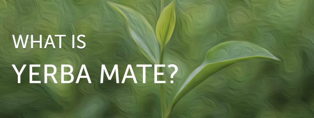 What is Yerba Mate? | Native Leaf